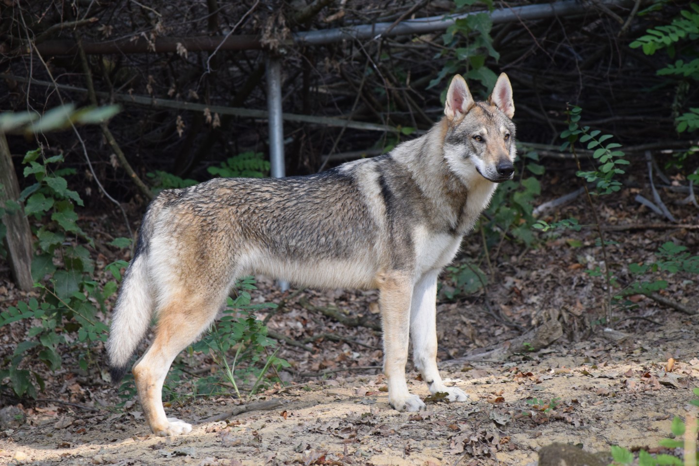 Chevejo – Lo spirito del lupo – Lo Spirito del Lupo