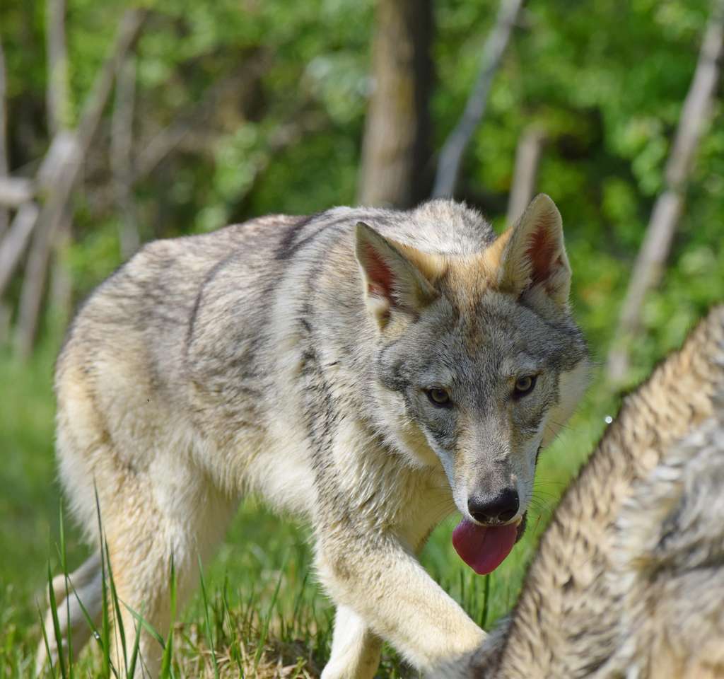 Myla – Lo spirito del lupo – Lo Spirito del Lupo